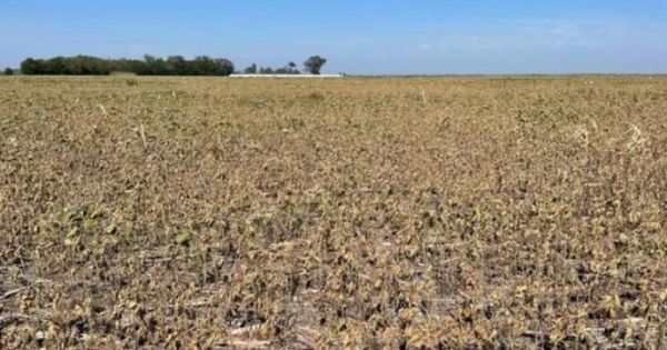 Especialistas Estiman Que Por La Sequía Se Perderán Us 20 000 Millones