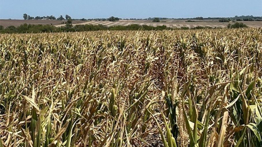 Santa Fe Entre Ríos Y El Norte De Buenos Aires Son Las Zonas Más